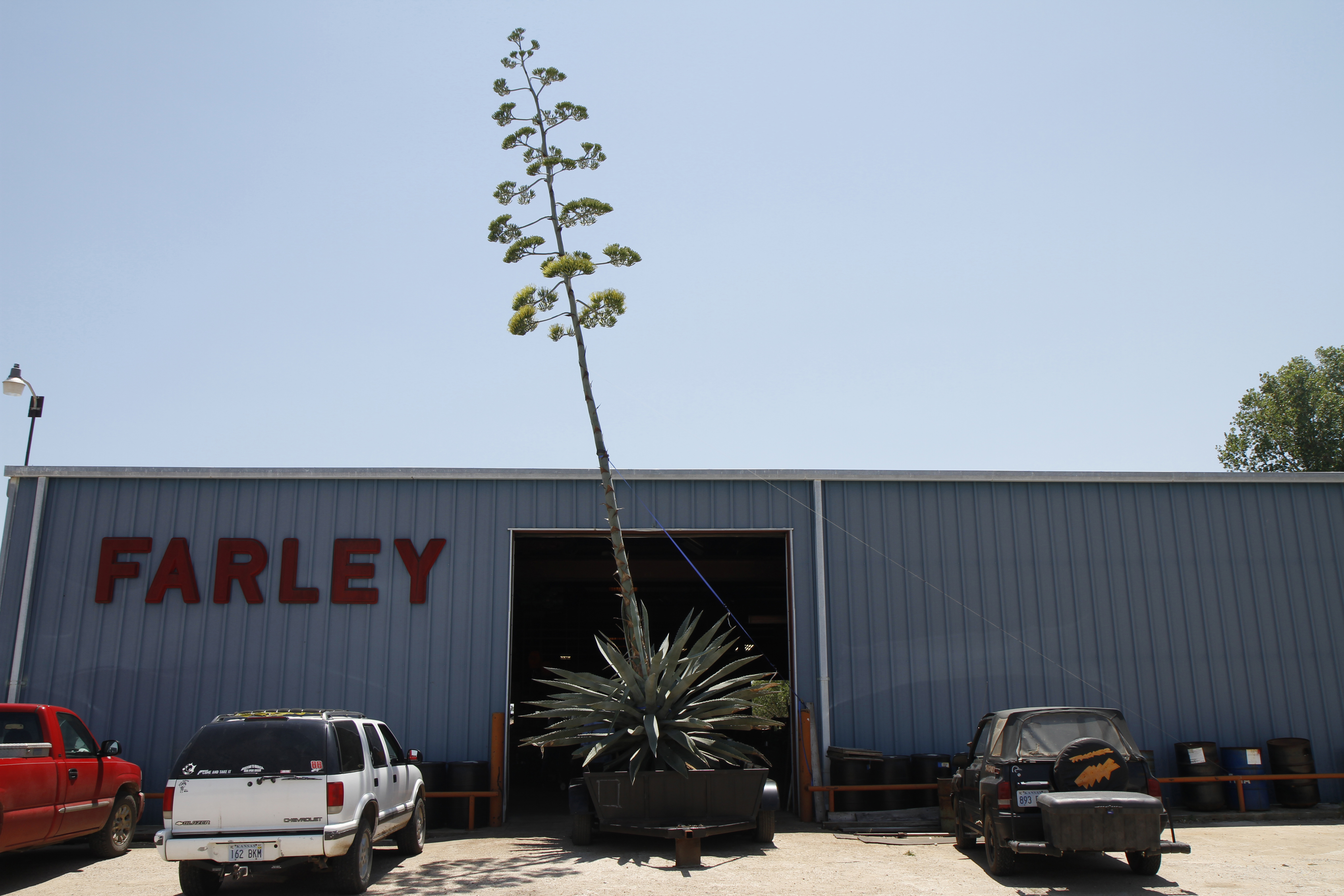 3-story cactus in Kansas is blooming, likely dying | News, Sports, Jobs ...